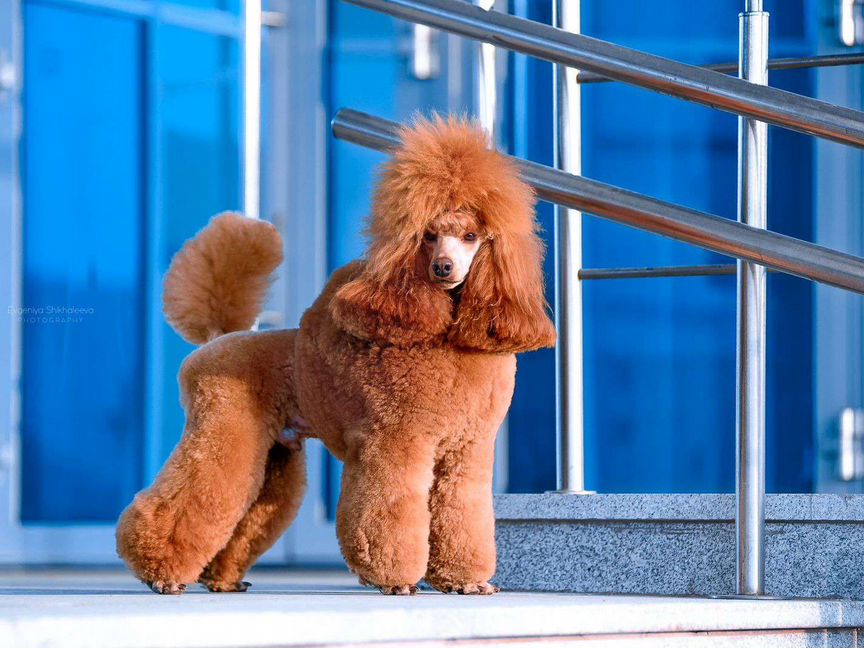 Щенки среднего пуделя РКФ