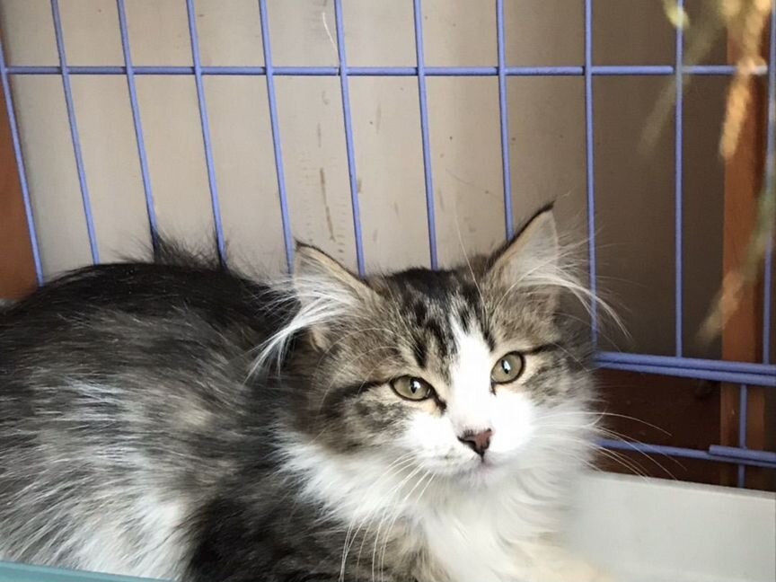 Котенку нужен дом