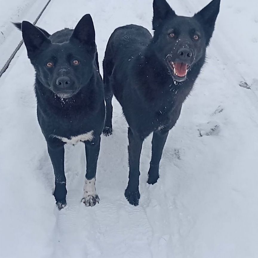 В добрые руки добрые собаки