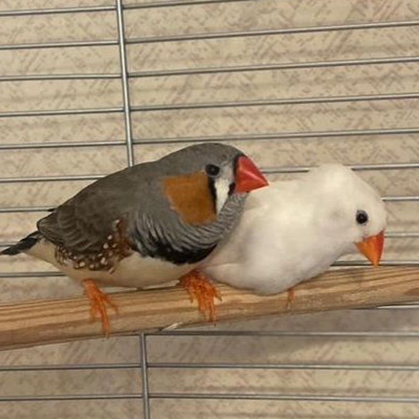 Пара амадина с клеткой