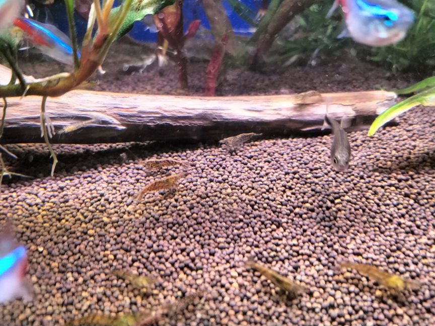 Аквариумные креветки