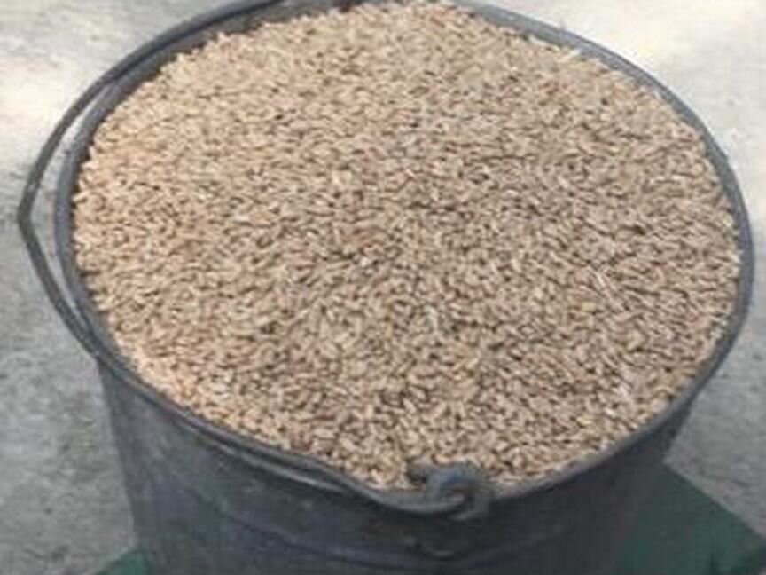 Зерно пшеница