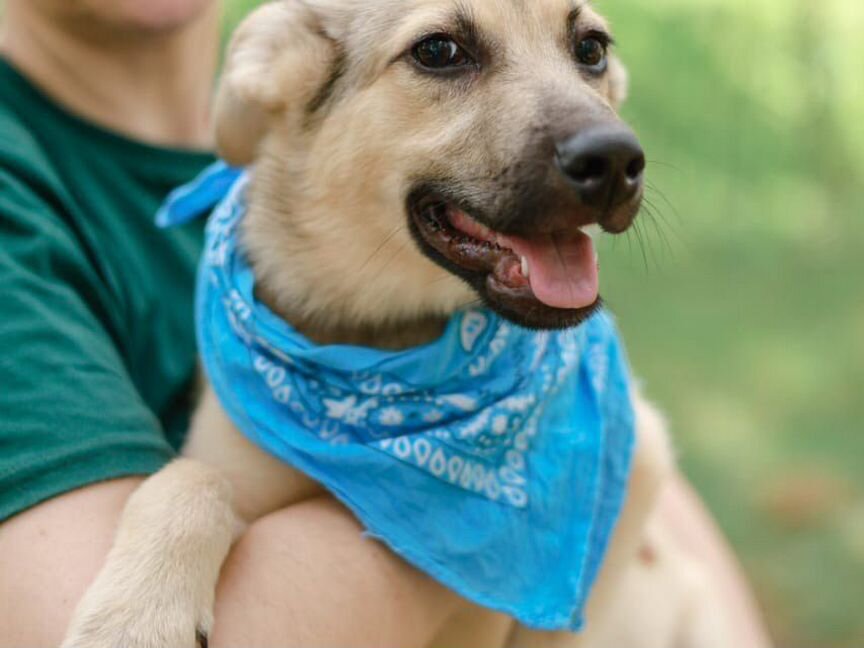 Малютка щенок совсем один
