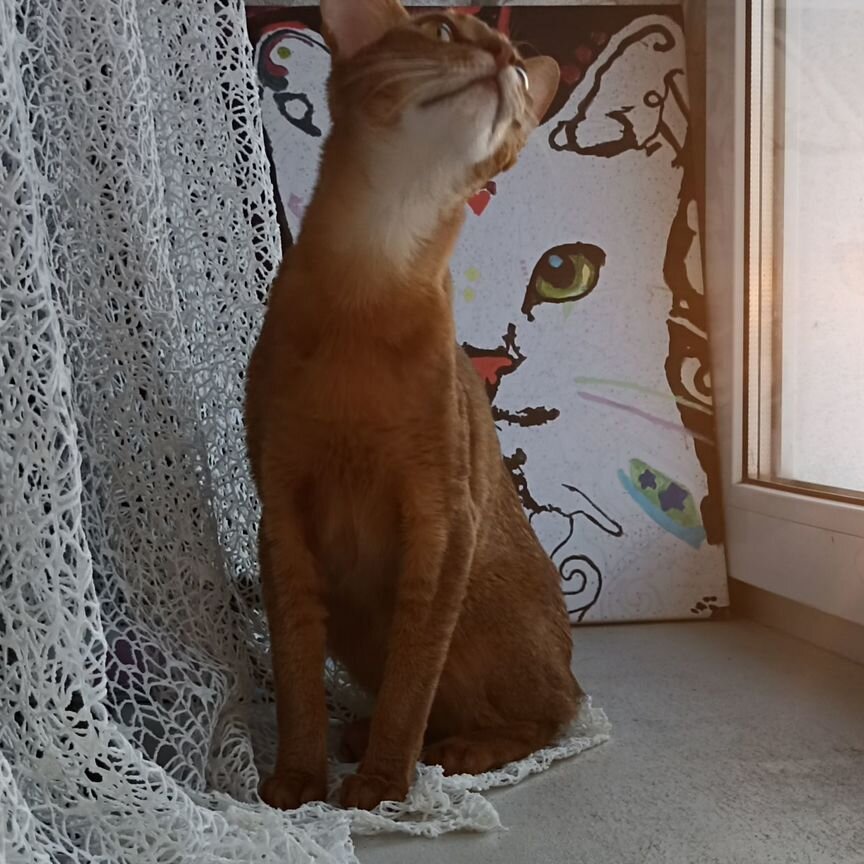Абиссинская кошечка