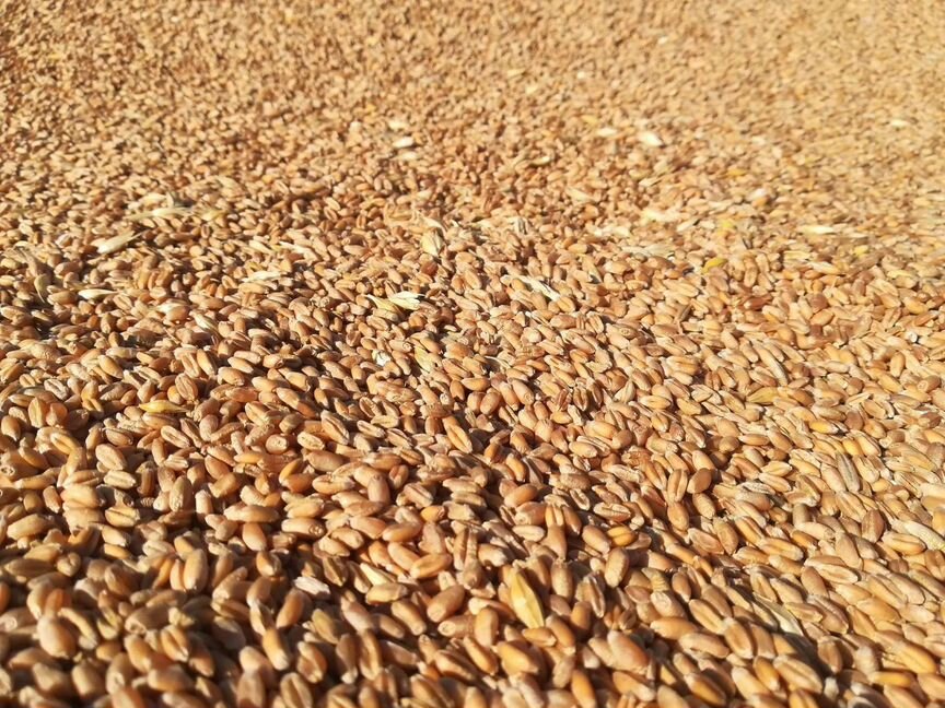 Пшеница ячмень кукуруза