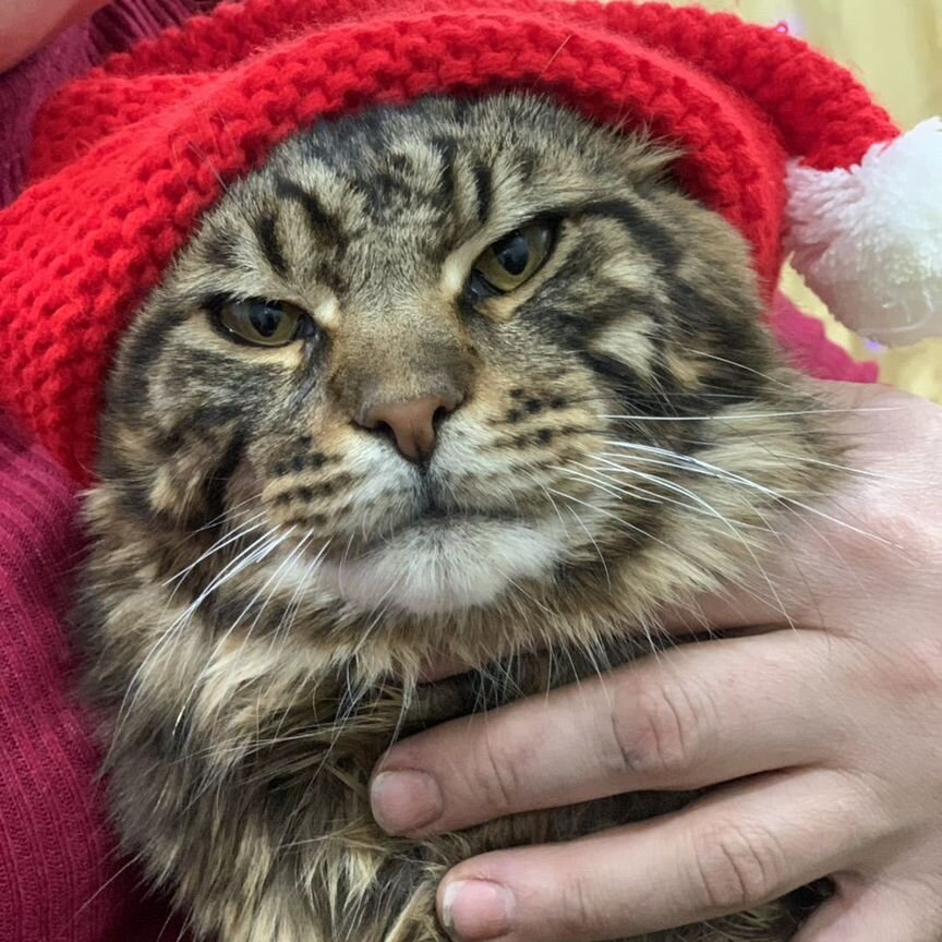 Пристраиваю кота породы Майн-Кун в добрые руки