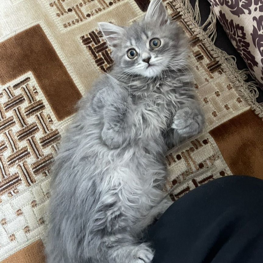 Шотландский вислоухий длинношёрстный котёнок