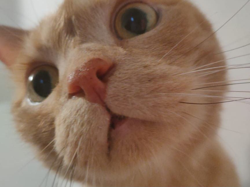 Кот