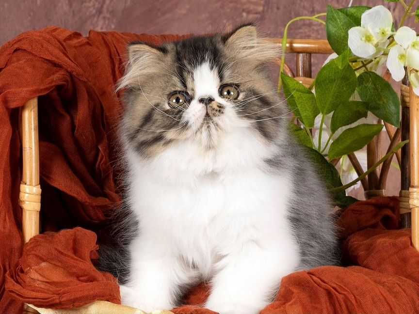 Персидские котята