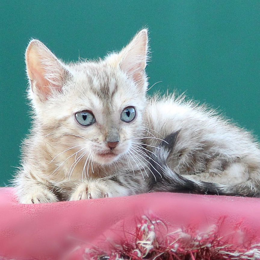 Девчушка бенгальская