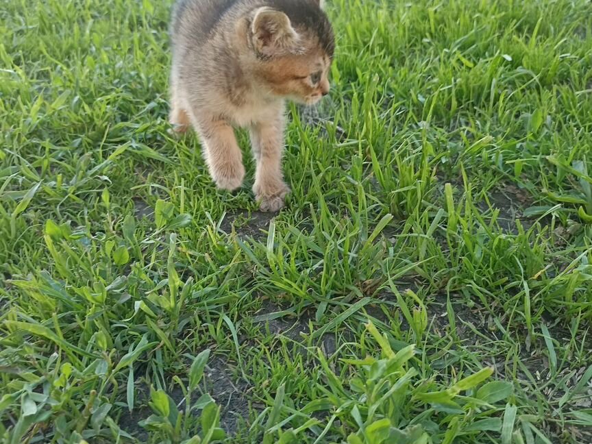 Продам абиссинского котёнка