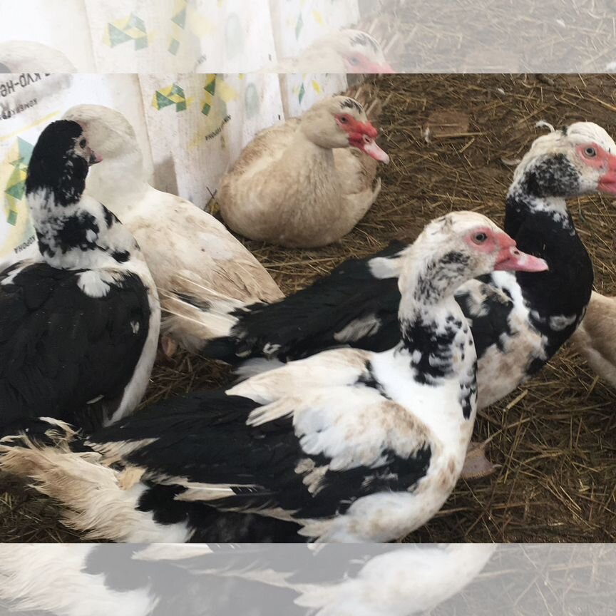 Индоутка мускусная утка