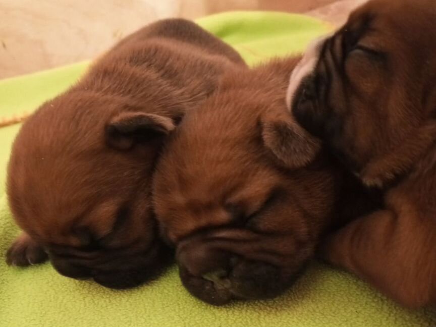 Французский бульдог щенки