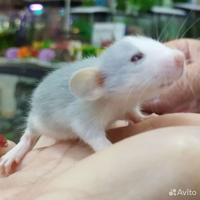 Голубые крысята