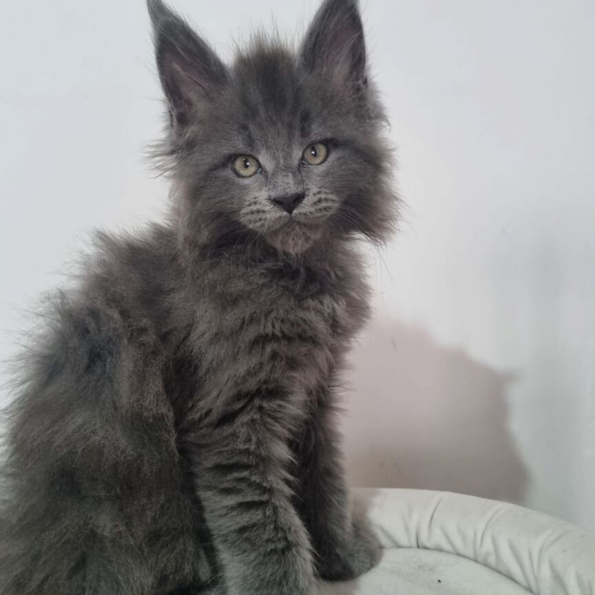 Котята мейн-кун
