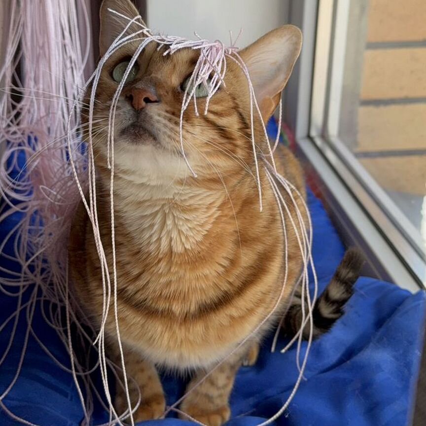 Бенгальская, взрослая кошка