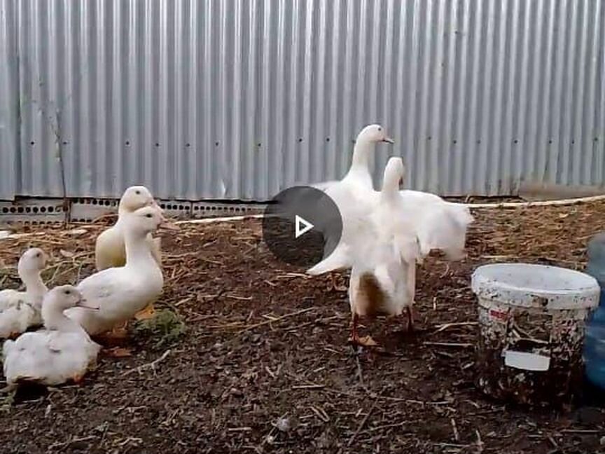 Тушка утки Мулард