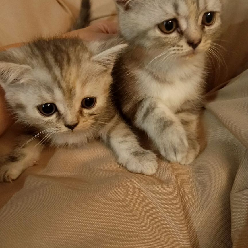 Британские котята