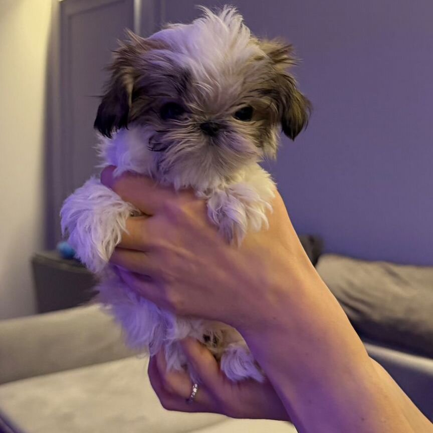 Ши-тцу, щенок