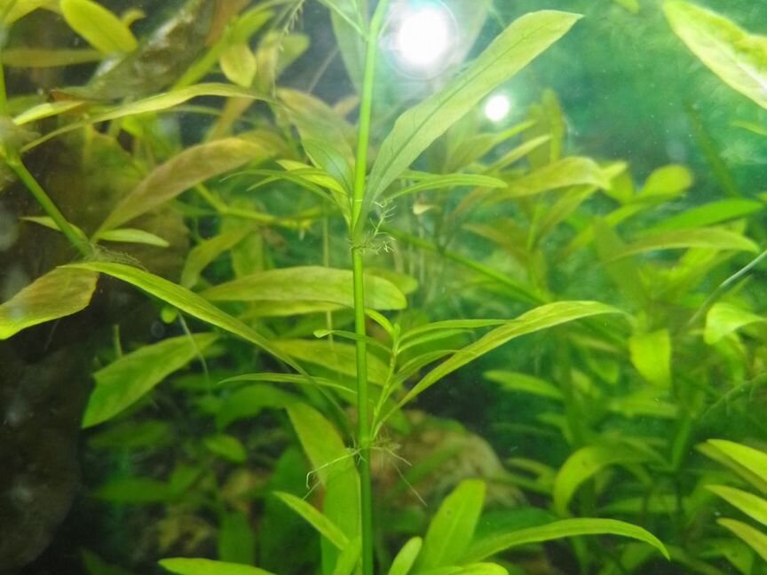 Аквариумные растения