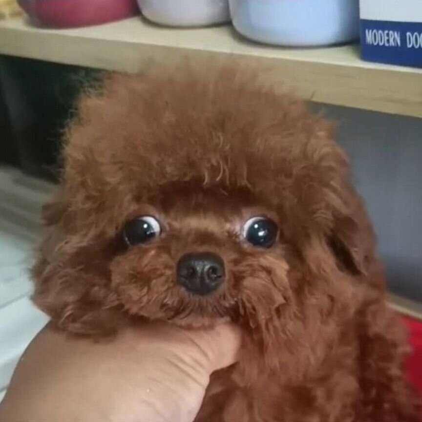 Тедди пудель Китай импорт