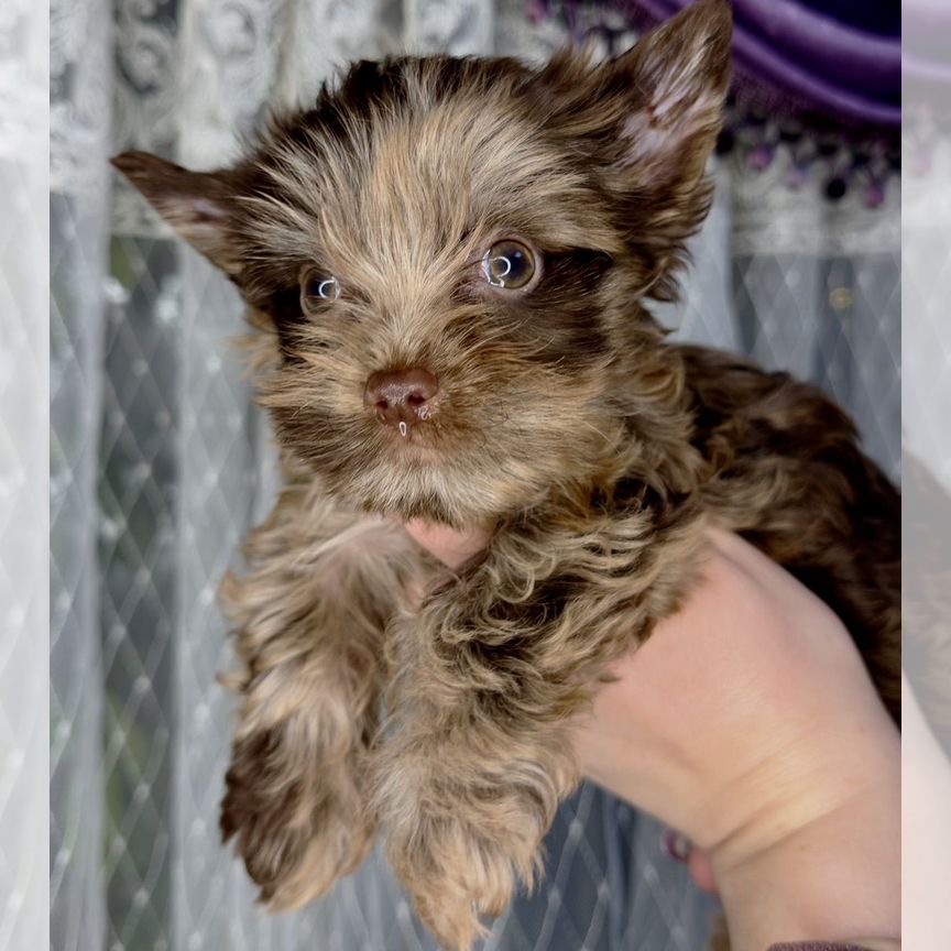 Йоркширский терьер, щенок