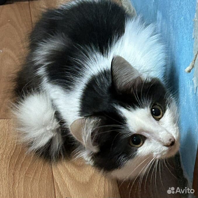 Котенок Нюша в добрые руки