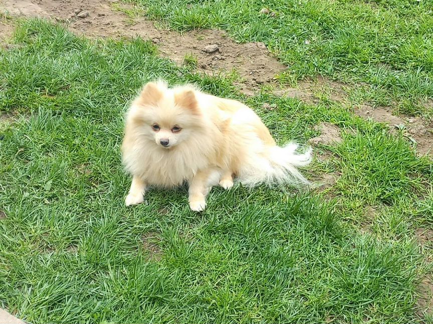 Молодая помераночка