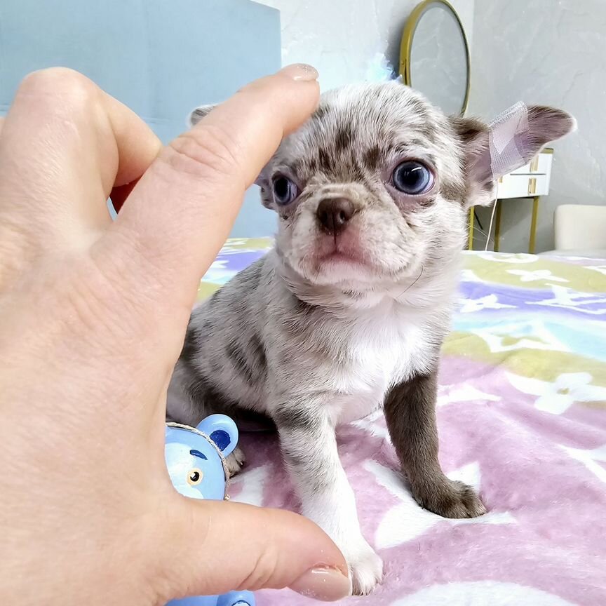 Чихуахуа один на миллион