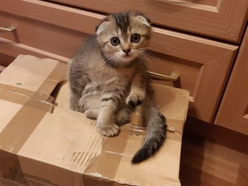 Шотландские котята