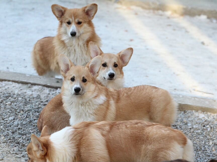 Вельш-корги пемброк