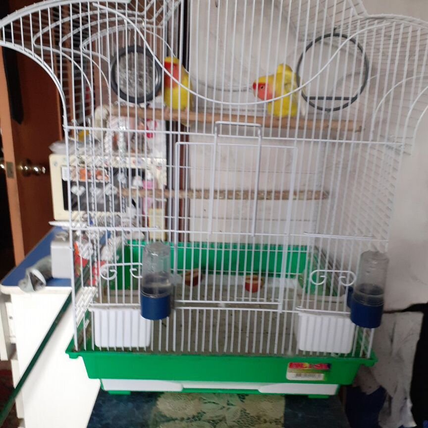 Попугай неразлучники им полтора года с клеткой