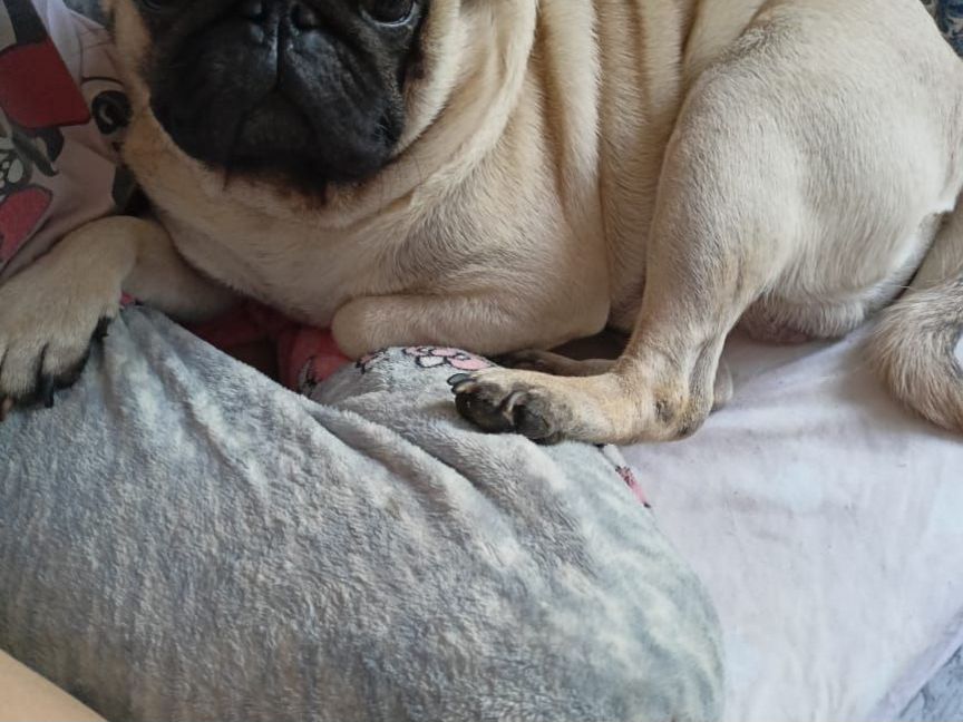 Вязка мопс мальчик