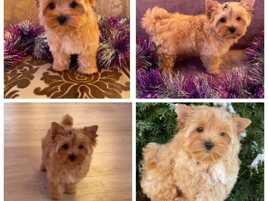 Рыжая кукольная йорочка