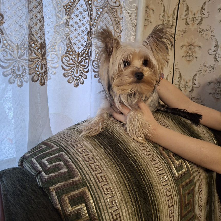 Йоркширский терьер
