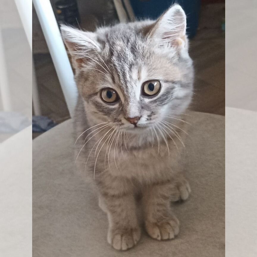 Британский короткошёрстный котёнок