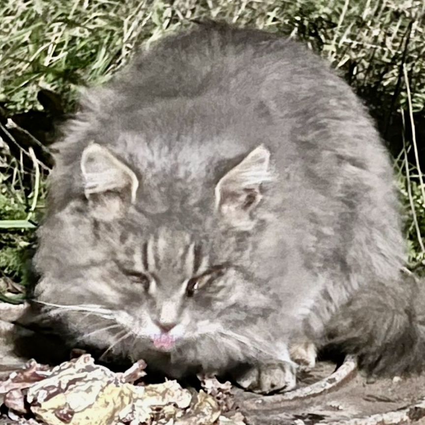 Взрослый кот в добрые руки