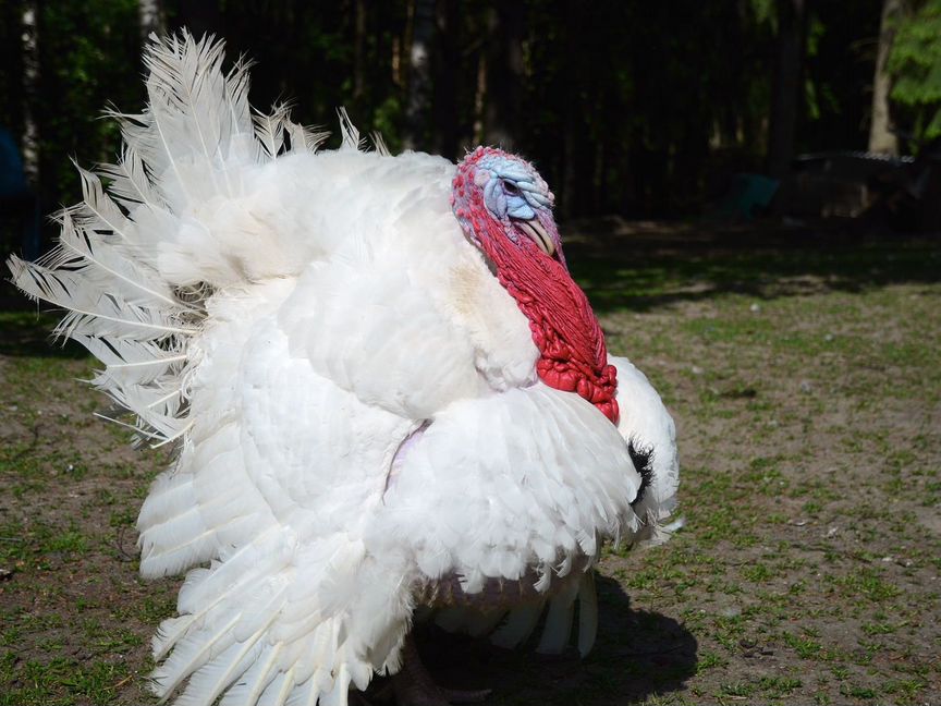 Индюшата конвектор Грей Мйкере