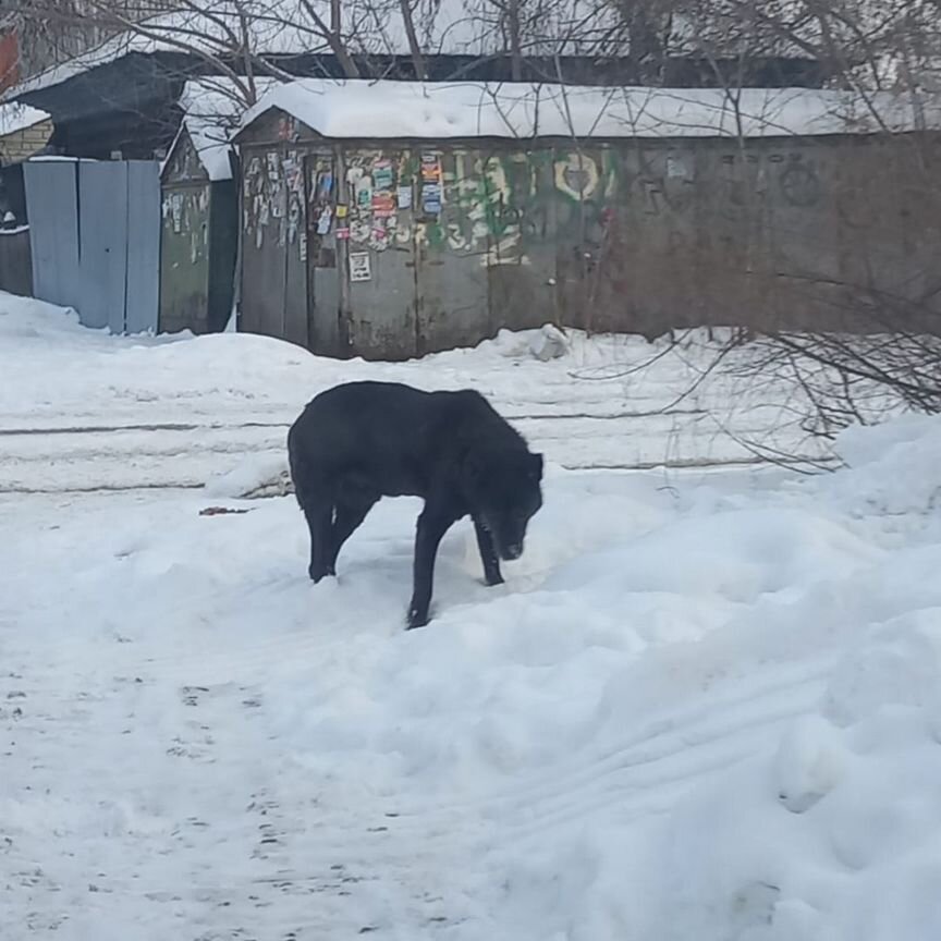 Собака старичок нужен дом