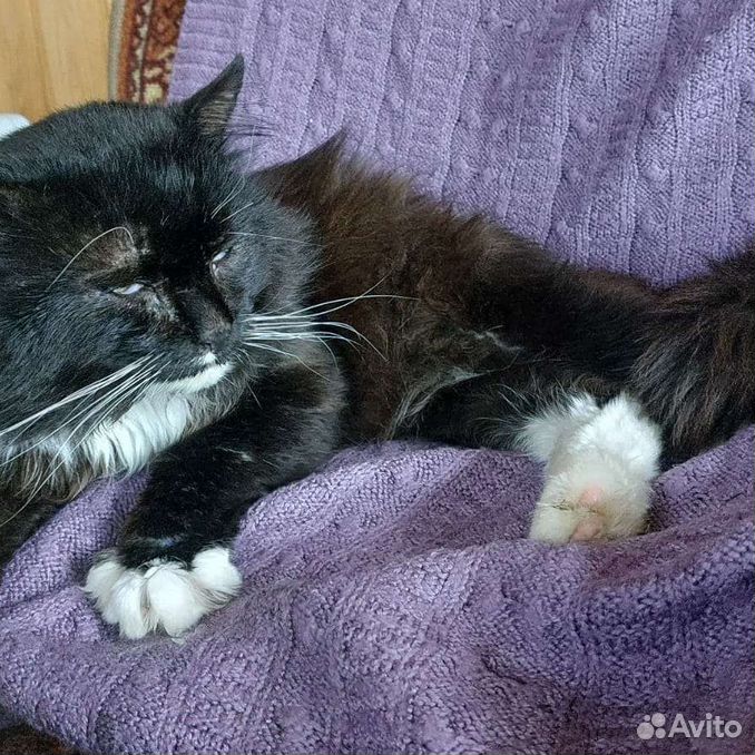 Потерявшийся котик набрёл на монастырь