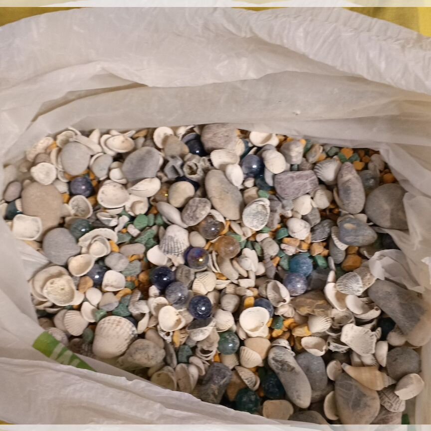 Морские ракушки раковины