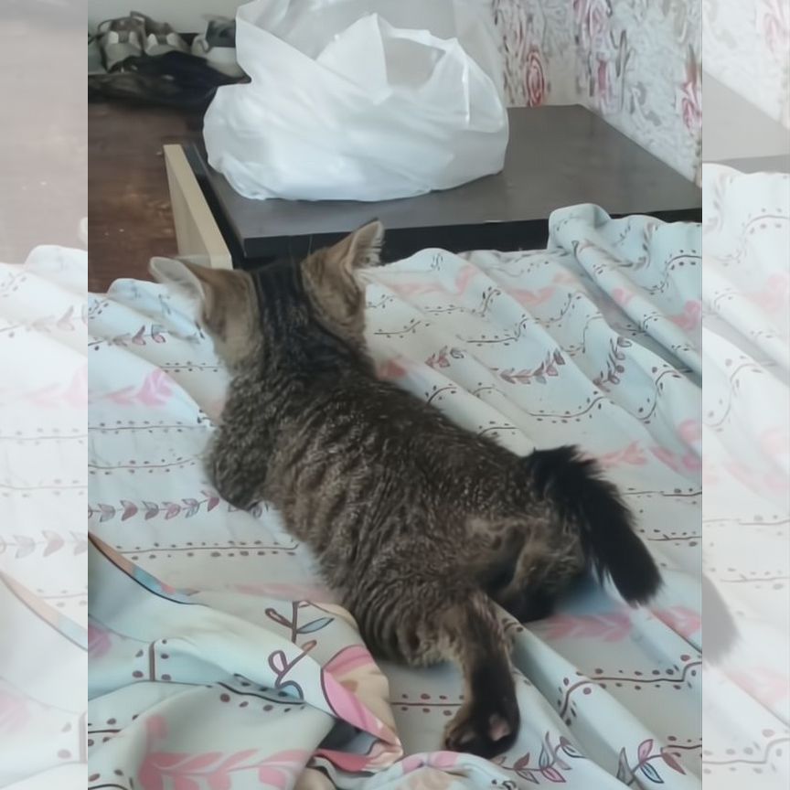 Кошечка в добрые руки