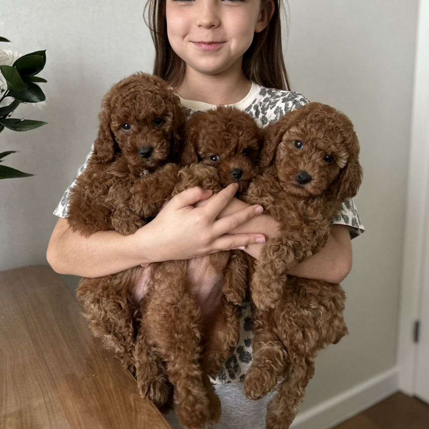 Пудель, щенок