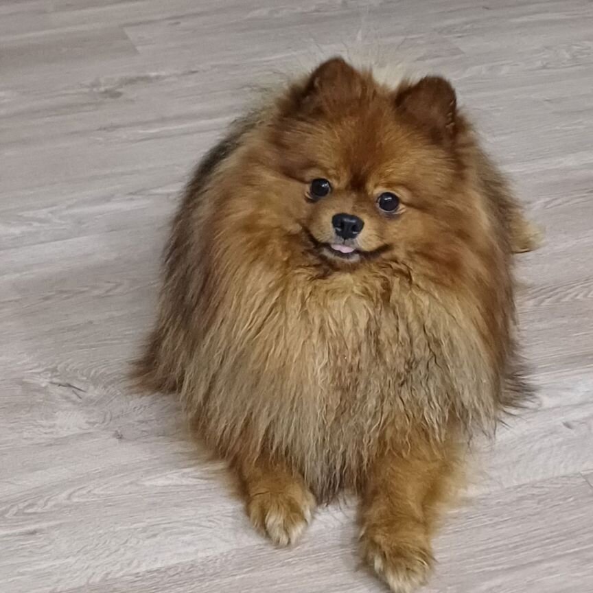 Шпиц настоящий медвежонок