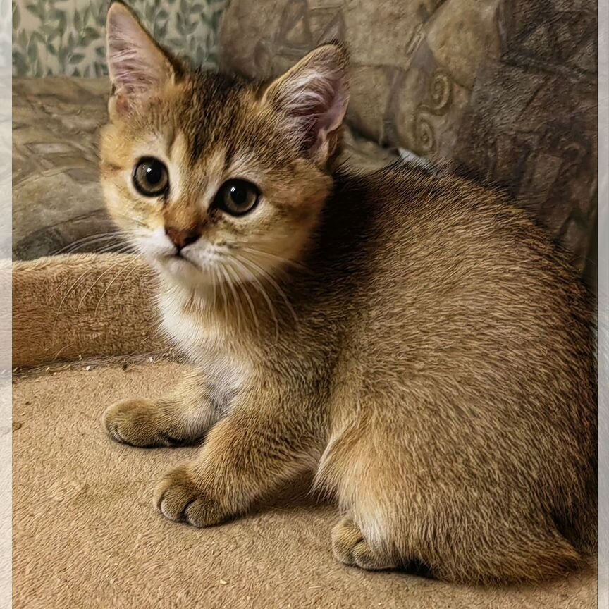 Шотландский прямоухий короткошёрстный котёнок