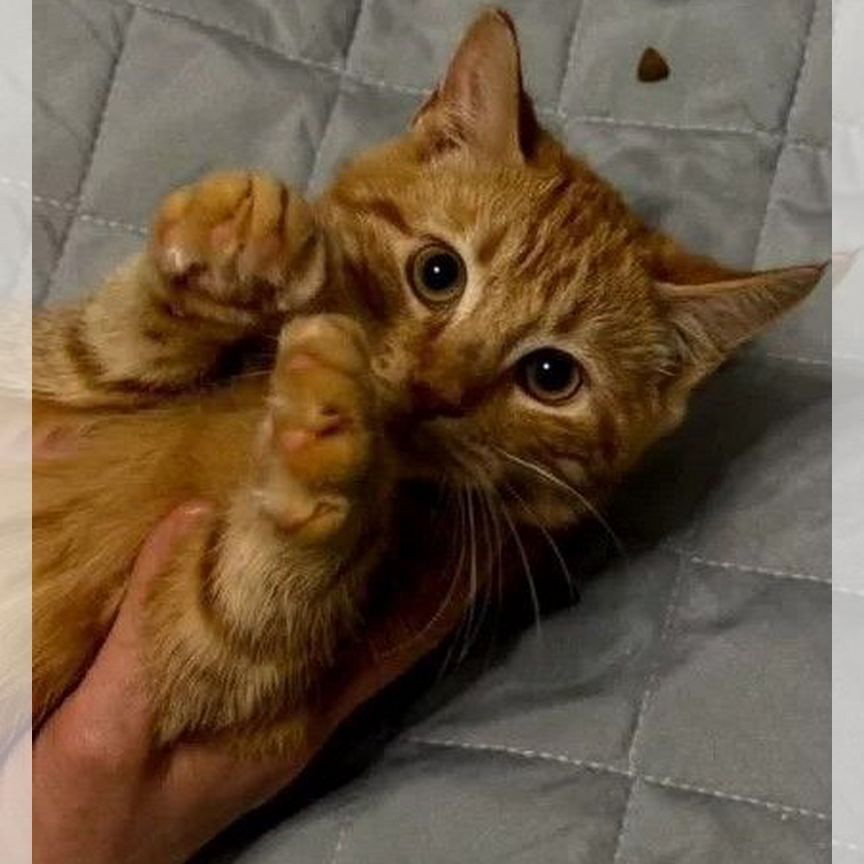 Котёнок в добрые руки