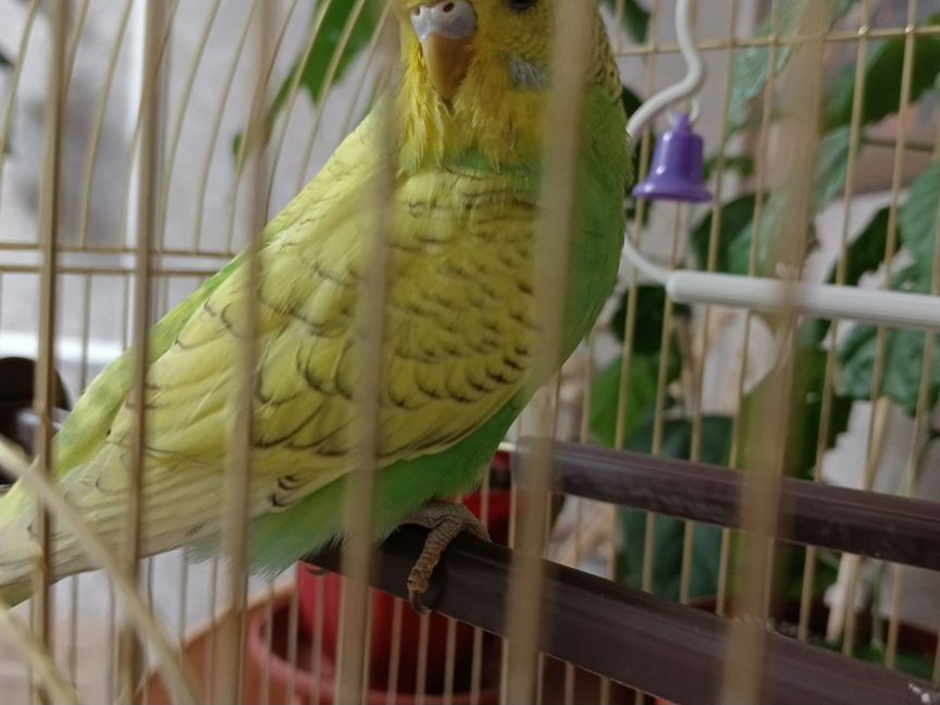 Волнистый попугай