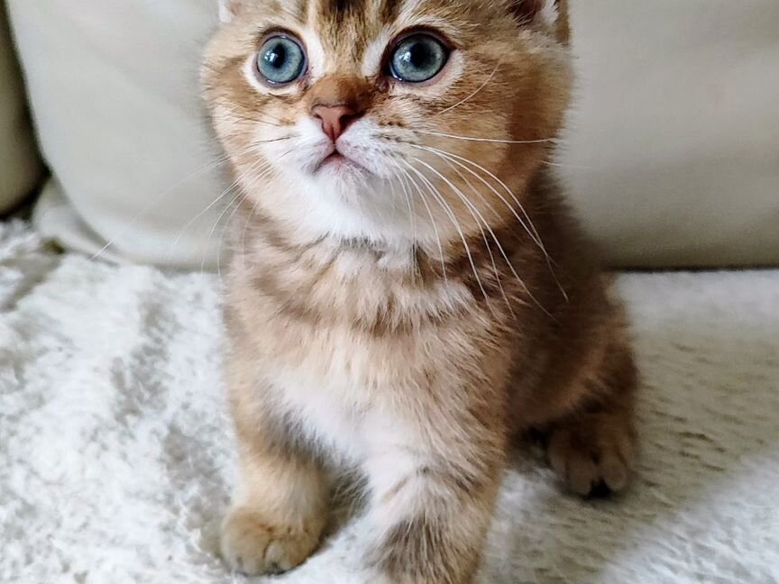 Шотландские котята