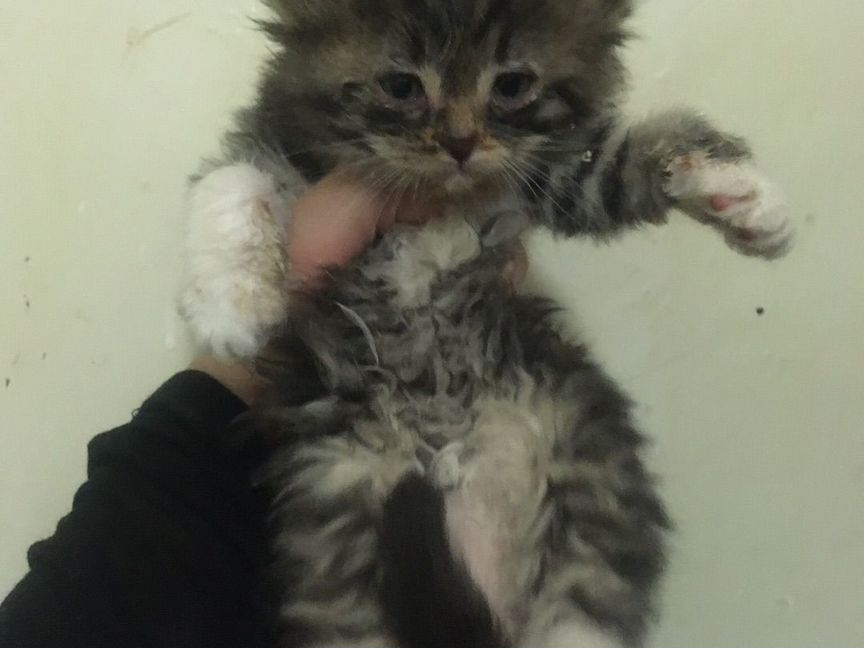 Милый пушистый котёнок