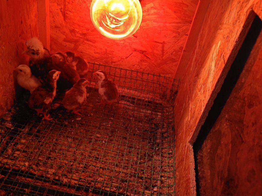 Цесарки суточные